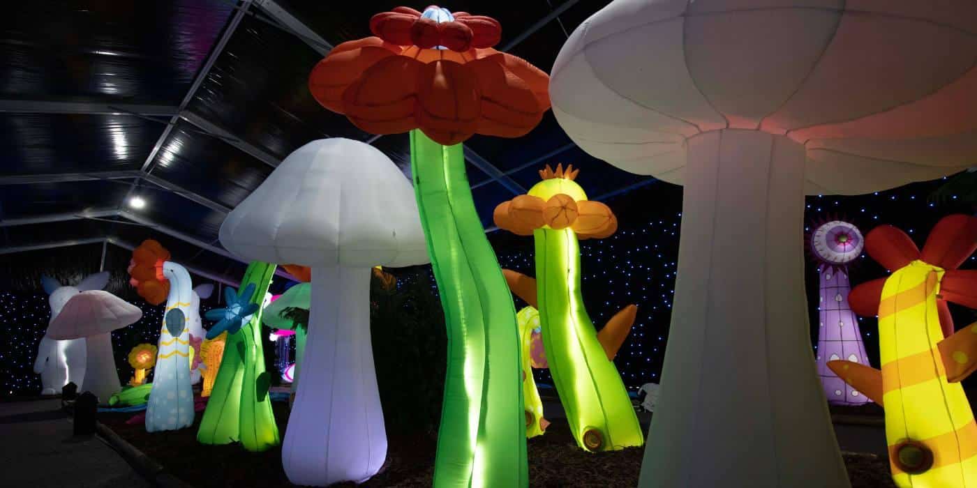 Blow Up Experience • DG Experience